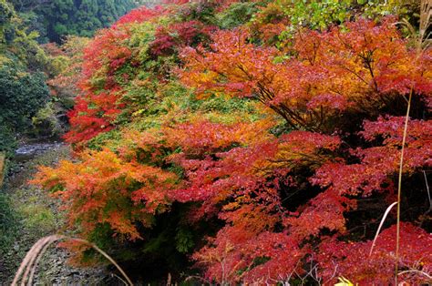 周山街道岩戸落葉神社 紅葉 2022年 秋 京都をゆく