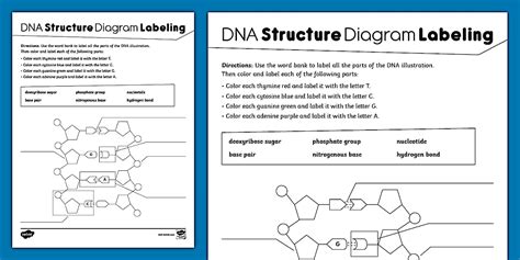 Dna Labeling Worksheet Teaching Resource Twinkl Usa