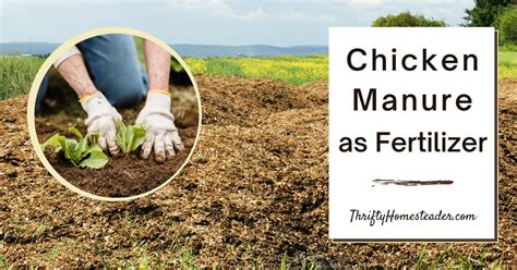 Chicken Manure As Fertilizer