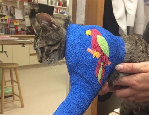 4 Cute Pet Casts Veterinary Practice News