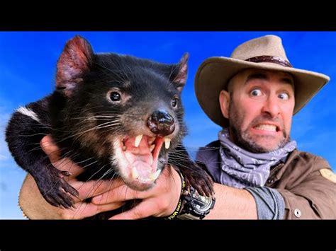 Tasmanian Devil Facts Australia Pathways