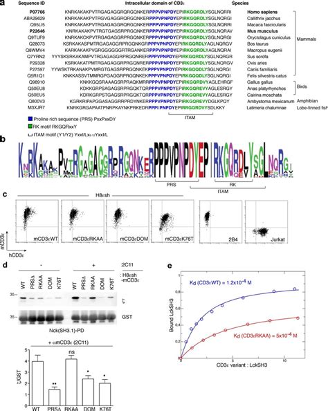 The Rk Motif Is A Conserved Motif In The Cd3ε Cytoplasmic Tail A The