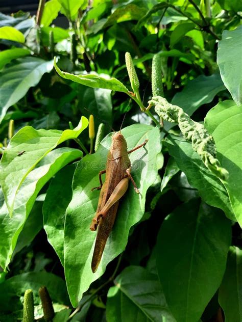 A Green Grasshopper Perched On The Leaves And Branches Of A Guava Tree