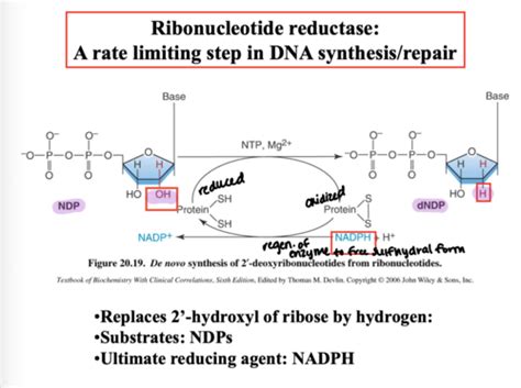Ribonucleotide Reductase