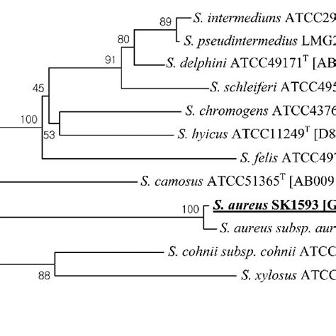 Phylogenic Tree Based On The 16s Rrna Sequence Of Staphylococcus Aureus