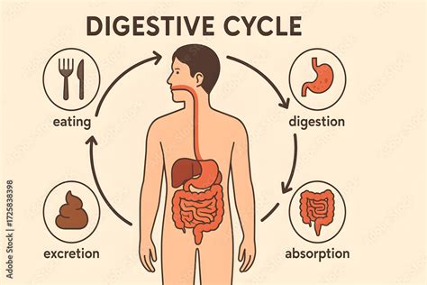 Human Digestive System Cycle Illustration Anatomy Of Digestion And