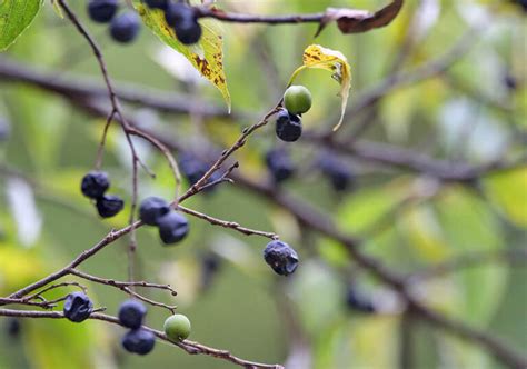 ムクノキ椋木の育て方と植物の特徴をわかりやすく解説