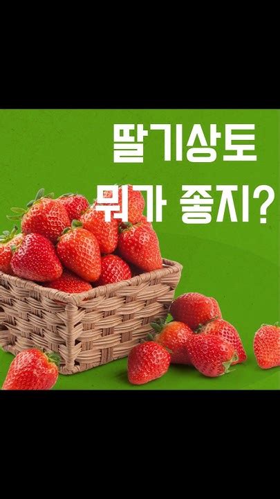 정보 딸기 상토 뭐가 좋지 왜 가격 차이가 있는거야 Youtube