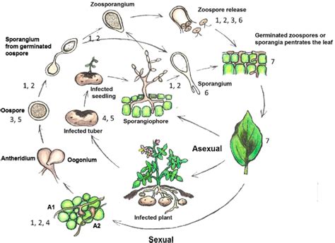 Life Cycle Of P Infestans With The Seven Key Functions Labelled To Download Scientific Diagram
