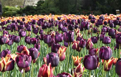 Spring In Australia Best Places To Visit During This Season
