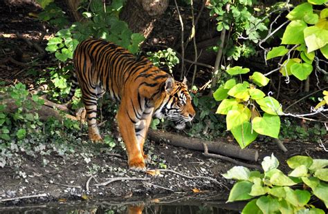 Found Tiger Skin Udanti Sitanadi Tiger Reserve छत्तीसगढ़ में बाघों की
