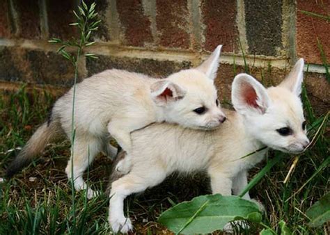 fennec fox Милые животные Животные Собаки
