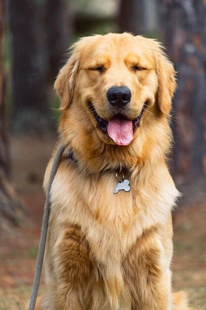 Premium Photo Close Up Of Smiling Golden Retriever Eyes Closed