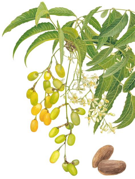 Azadirachta Indica Cifor