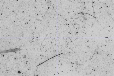 Efficient Particle Counting And Analysis Learn And Share Leica Microsystems