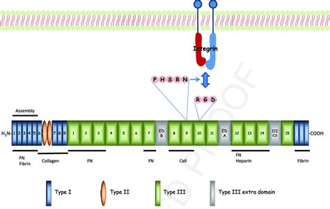 Molecular Structure Of Fibronectin The Various Structural Domains As Download Scientific