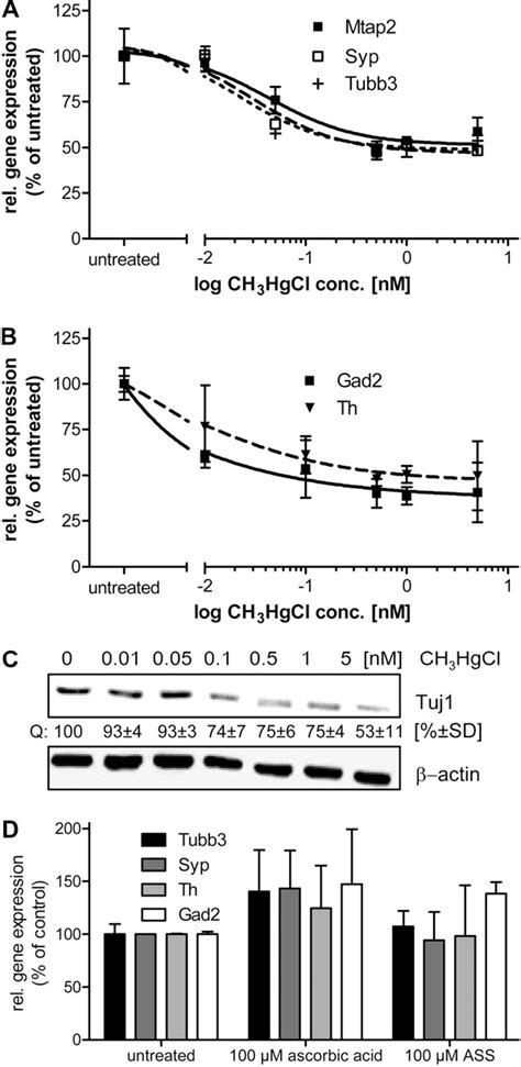 Figure 3 From Sensitivity Of Dopaminergic Neuron Differentiation From