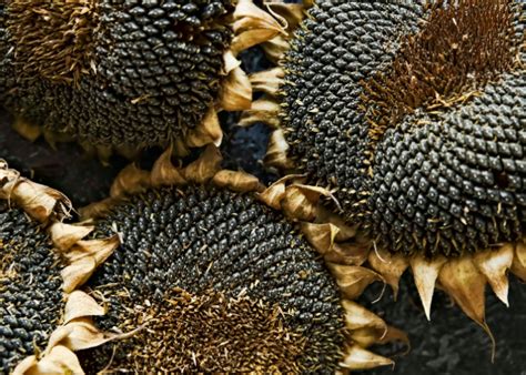 Can Chickens Eat Sunflower Seeds