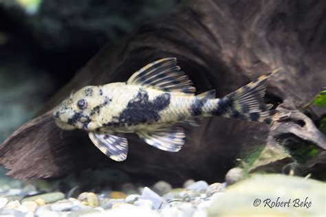 Peckoltia Brevis Akvaristika I Teraristika