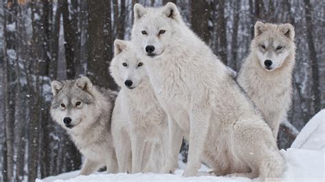 Cute Wolf Wallpapers Top Free Cute Wolf Backgrounds Wallpaperaccess