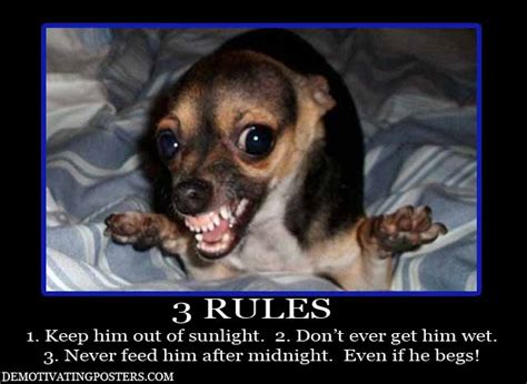 Gremlins Funny Quotes Quotesgram