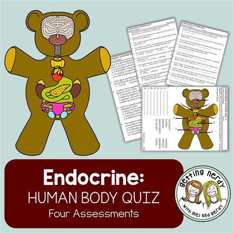 Human Body Endocrine System Quiz
