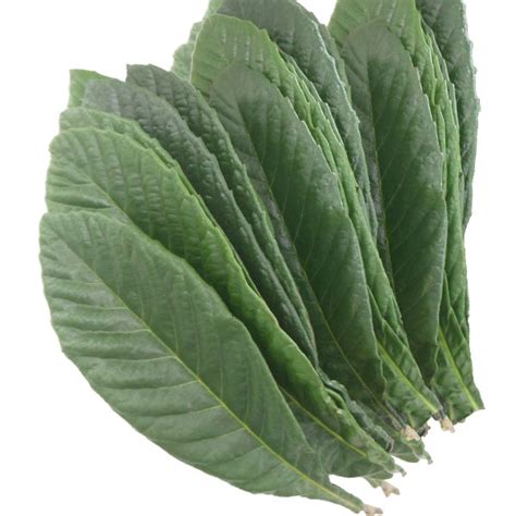 ビワの葉【自然農法】 生葉60g（20枚位）＋オマケg 楽しみ方→ビワ茶 入浴剤 温灸 化粧水 びわの葉 Sman1kalidawir