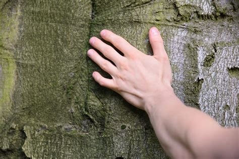 Hand Tree Nature Free Photo On Pixabay