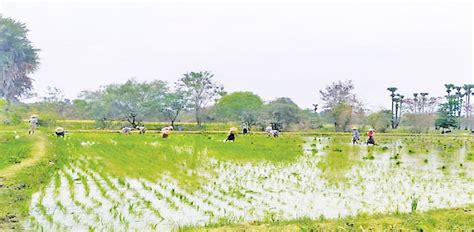 မိတ္ထီလာမြို့နယ် ဇီးချိုကုန်းကျေးရွာ၌ နိုင်ငံ့စီးပွားမြှင့်တင်ရေးရန