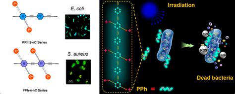 Phosphonium Substituted Conjugated Polyelectrolytes Display Efficient Visible Light Induced