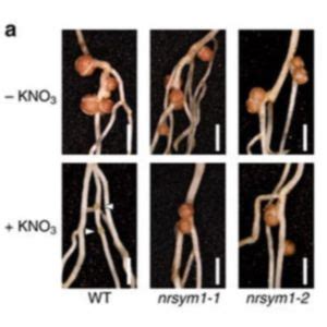 A Nin Like Protein Mediates Nitrate Induced Control Of Root Nodule