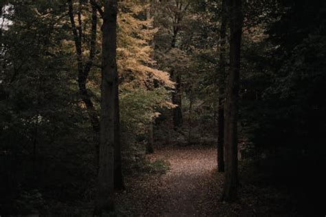树通路 · 免费素材图片