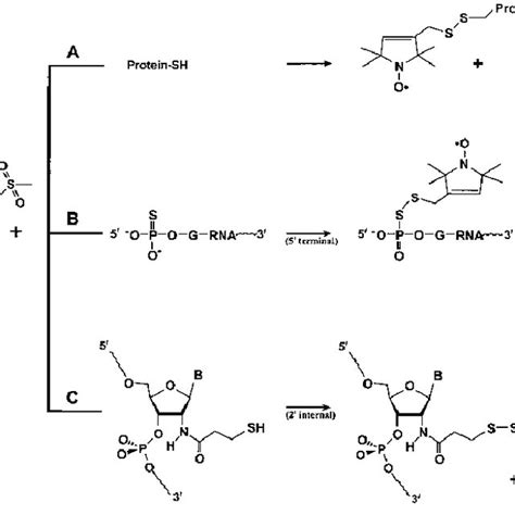 Site Directed Spin Labeling The Covalent Attachment Of Download Scientific Diagram