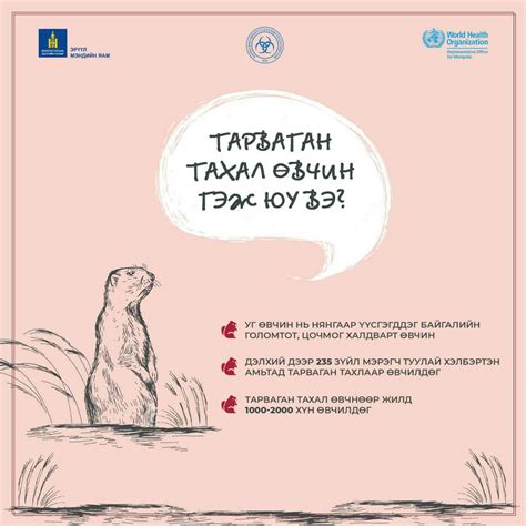 ☝🏼 Тарваган тахал өвчин гэж юу вэ 🐀🐁🦫 Эрүүл Мэндийн Яам