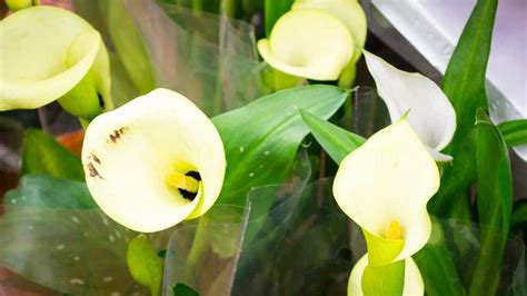 10 Plantas Que No Debes Tener En Casa Según El Feng Shui Mejor Con