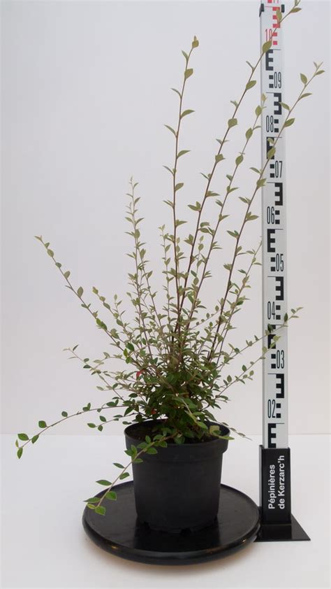 Cotoneaster Franchetii Cotonéaster Franchetii Cotoneaster Amoenus