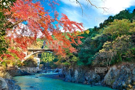 東京都 御岳渓谷の紅葉 写真素材ストックフォト NNP PHOTO LIBRARY