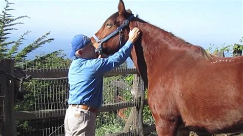 Equine Massage Technique 2 Of 6 Youtube