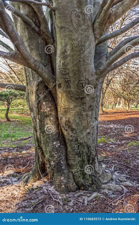 Initials In Tree Trunk Stock Photo Image Of Inscription 110683572