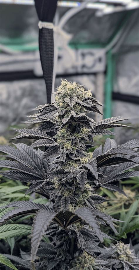 Gmo Bx1 End Of Wk 7 Growing In 5th Cycle No Till 20gal Pots Smells