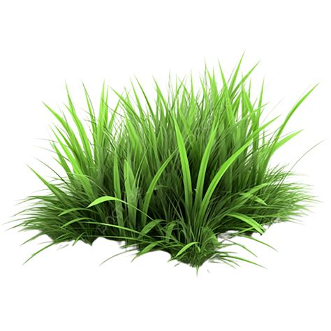 Erbaccia Pianta Clipart Gambo Della Pianta Pianta Erbacea Erba