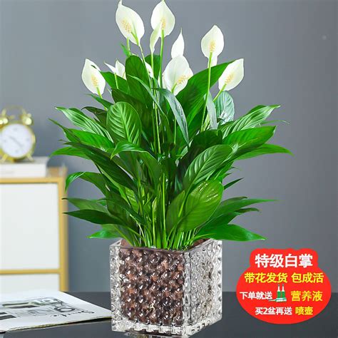 白掌一帆风顺盆栽水培植物办公室内客厅花卉绿植红掌大盆四季易活 虎窝淘