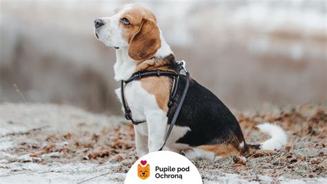 Jak Zabezpieczyć Łapy Psa Zimą Pupile Pod Ochroną