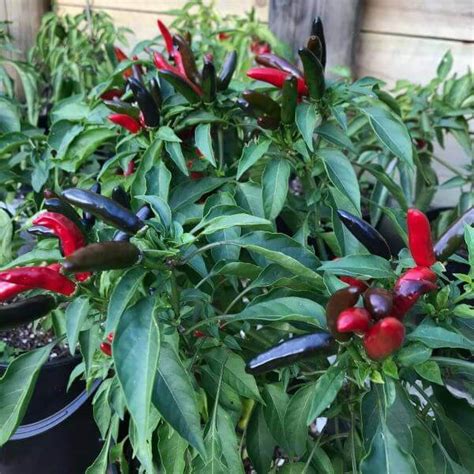 How To Grow Hot Chilli Peppers In New Zealand 7 Top Tips