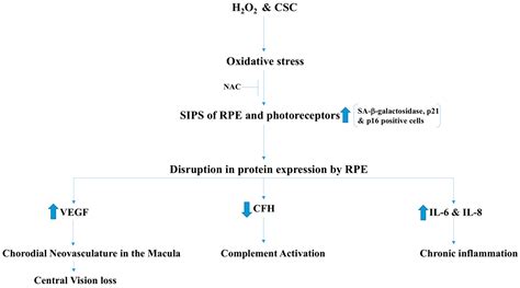 Antioxidants Free Full Text Subcellular Reactive Oxygen Species