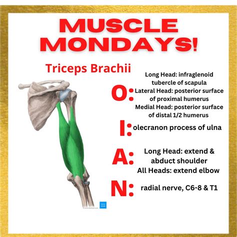 The Triceps For Today S Muscle Pta Elevation Llc