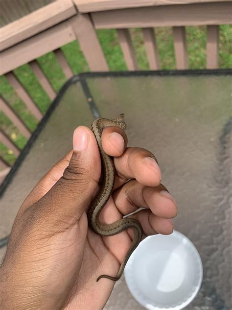 Snake Identification Rherpetology