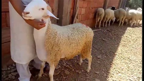 كباش العيد في وهران سعر وجودة 0674156455⁦ ️⁩🐏 Youtube