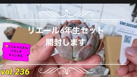 【多肉植物】【ベランダ多肉】【リエール6年生セット】【リエール6年生セットを開封します】ここにゃんたベランダチャンネルvol236