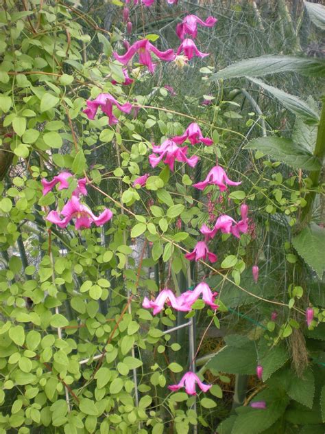 Gardening With Grace Clematis Clematis Clematis Princess Diana Plants